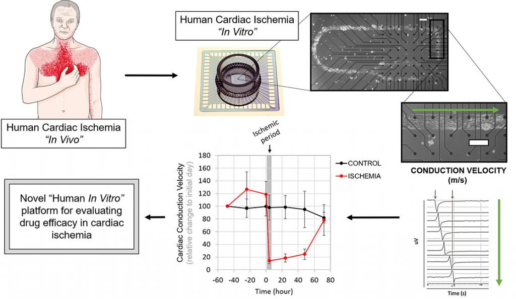 Platform for Lab-Grown Heart Cells Lets Researchers Examine Broader ...