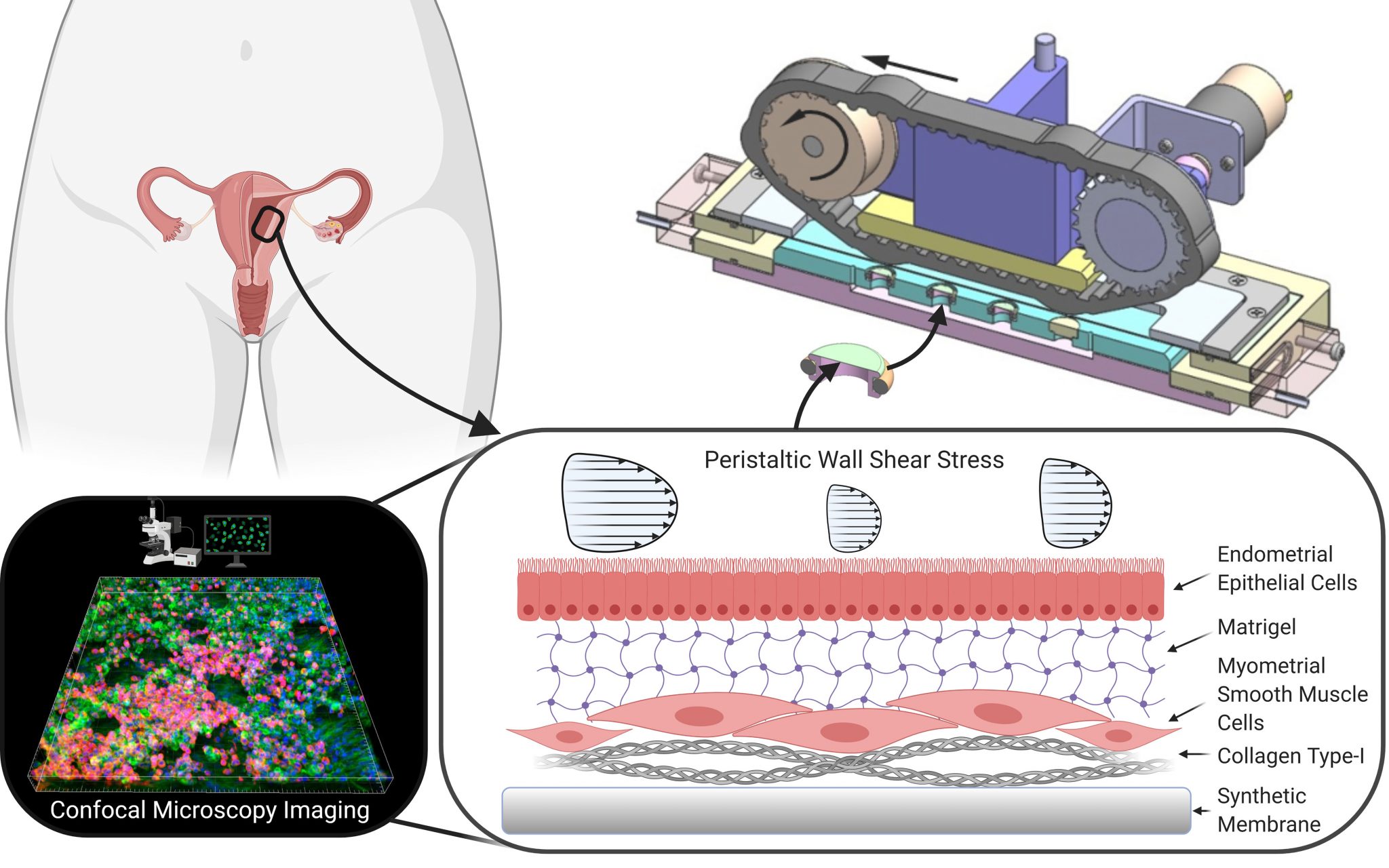 Artificial Tissue Used to Research Uterine Contractions - AIP ...