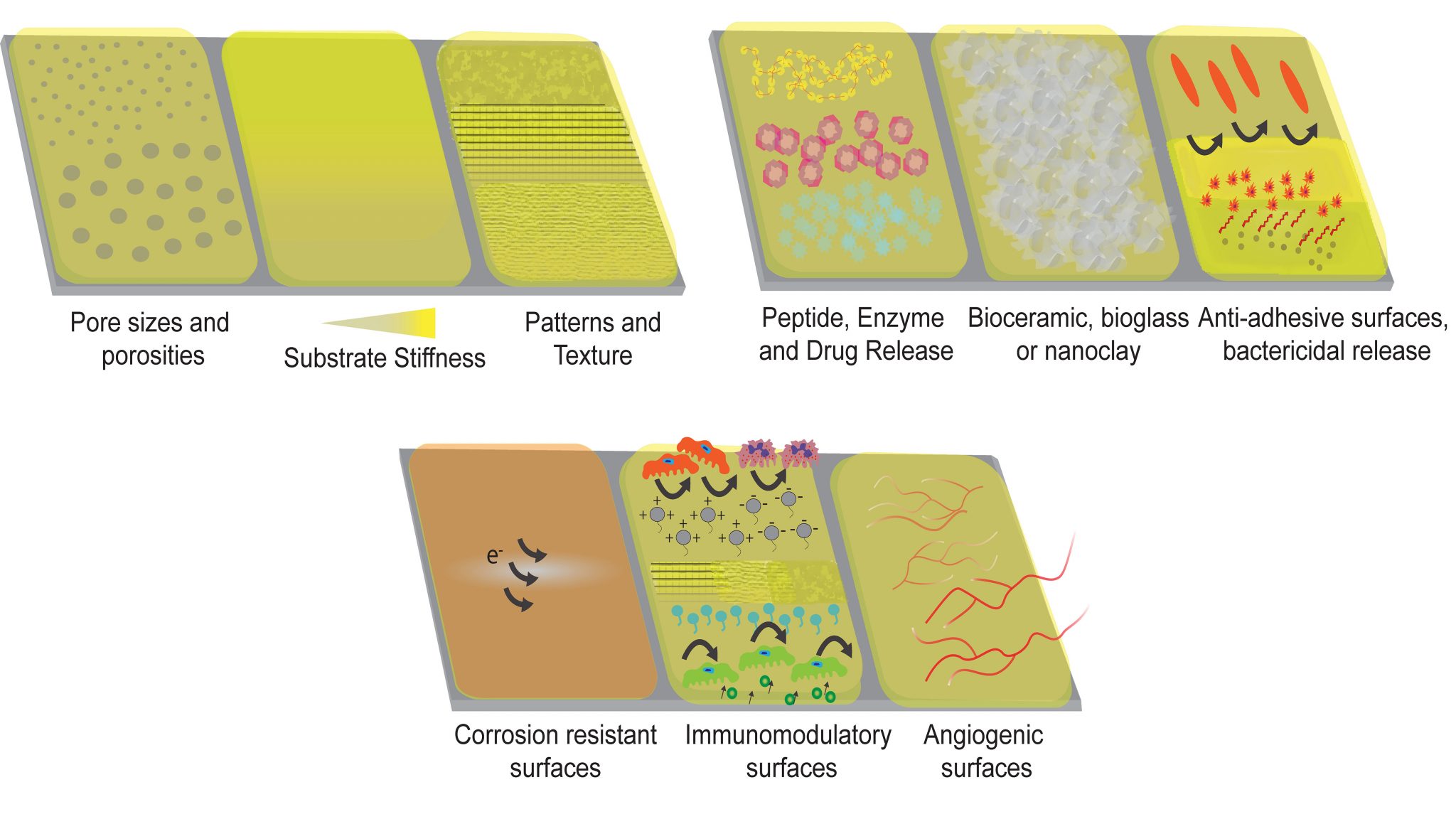 Polymer-Based Coatings on Metallic Implants Improve Bone-Implant ...