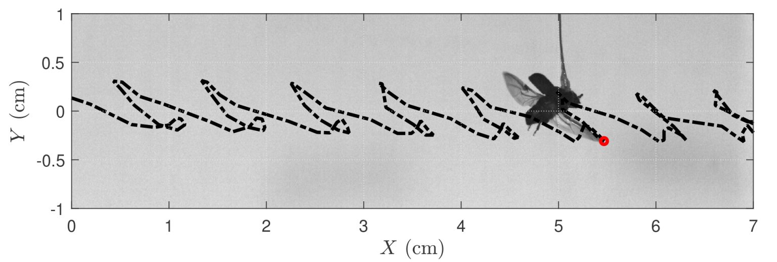 Preserving Pine Forests by Understanding Beetle Flight - AIP Publishing LLC