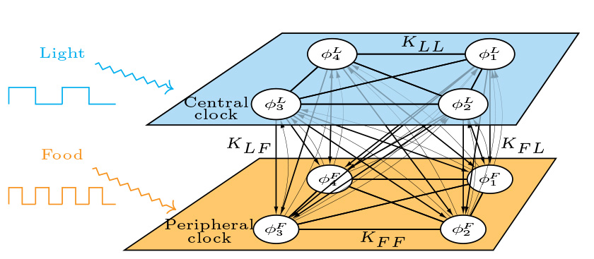 Synchronizing Your Internal Clocks May Help Mitigate Jet Lag, Effects ...