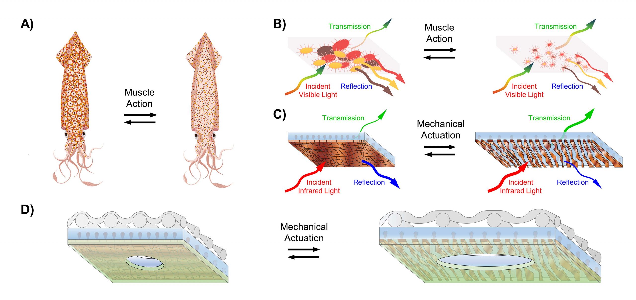 Squid-Inspired Fabric for Temperature-Controlled Clothing - AIP ...