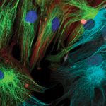 Biointerphases - AIP Publishing LLC