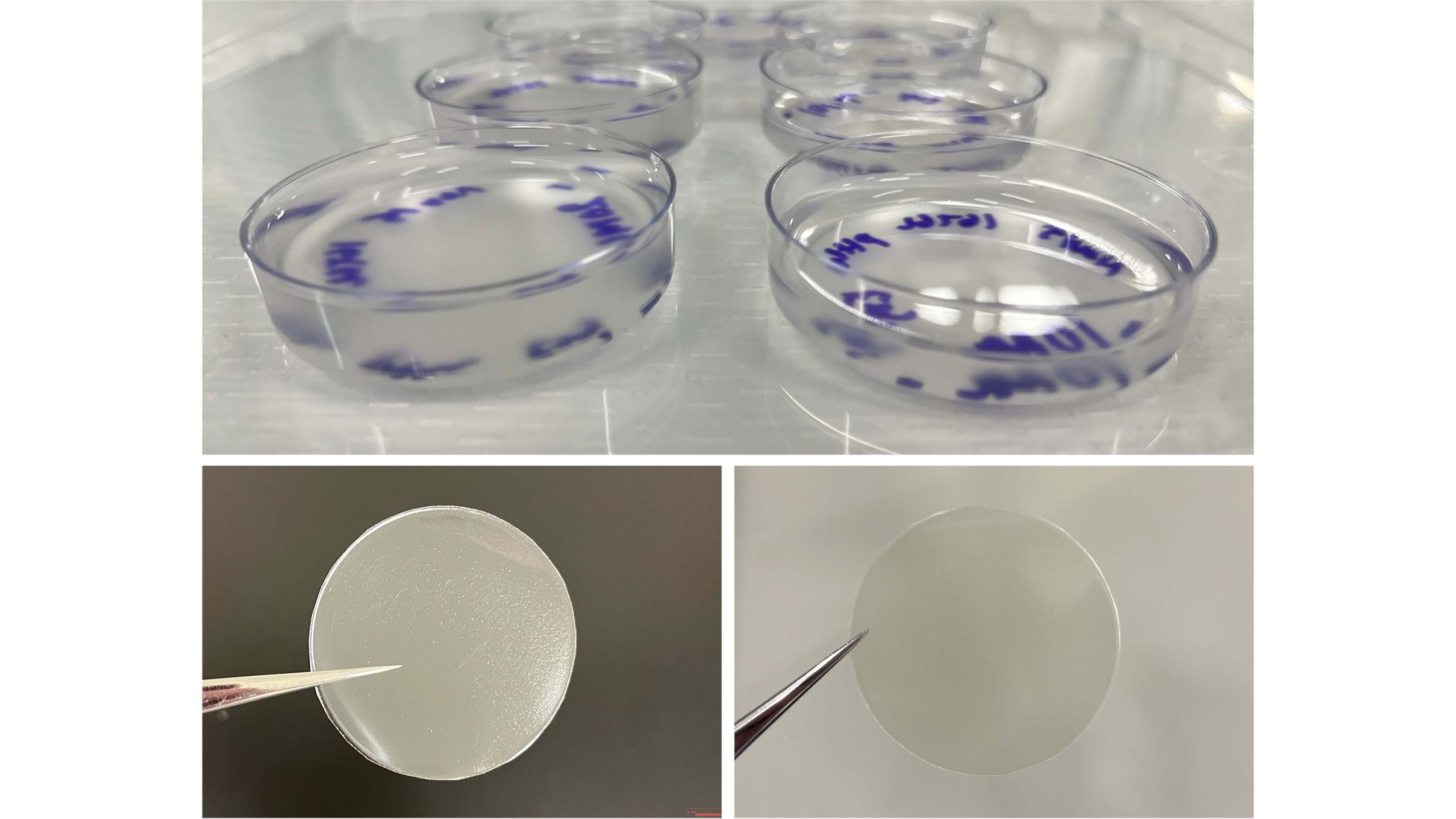 A Step Toward Plant-Based Gelatin - AIP Publishing LLC
