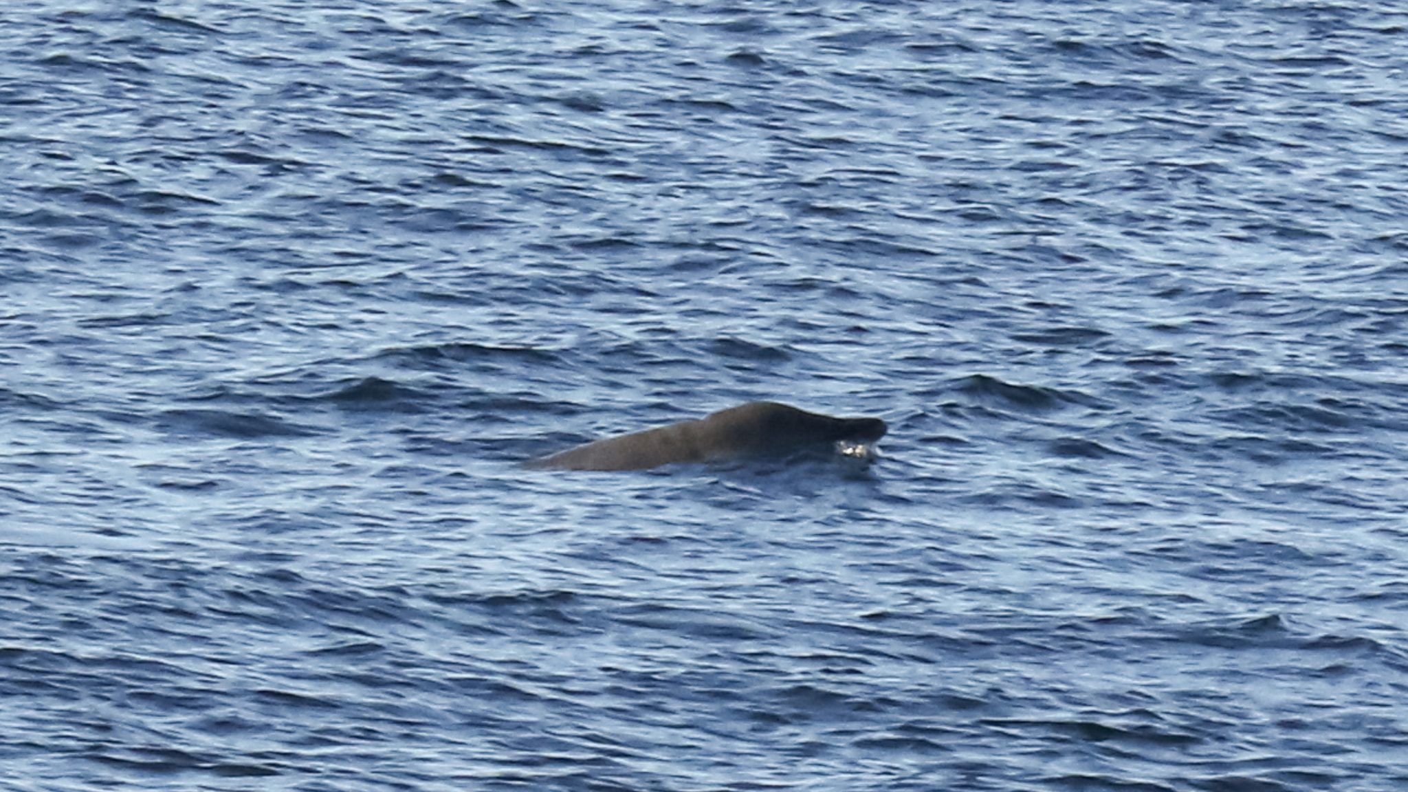 How To Find a Cryptic Animal: Recording the Elusive Beaked Whale in the ...