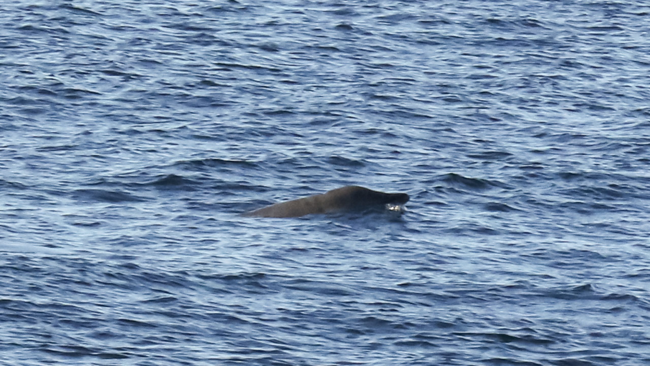 How To Find a Cryptic Animal: Recording the Elusive Beaked Whale in the ...