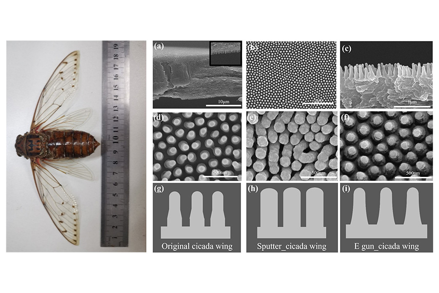 Empress Cicada Wings Help Illuminate Molecular Structure - AIP.ORG