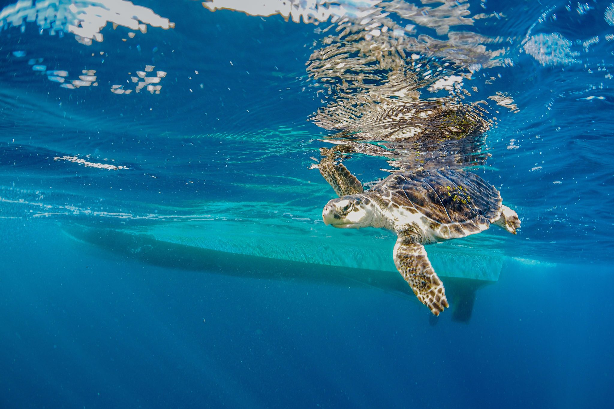 A Hearing Test for the World's Rarest Sea Turtle - AIP.ORG